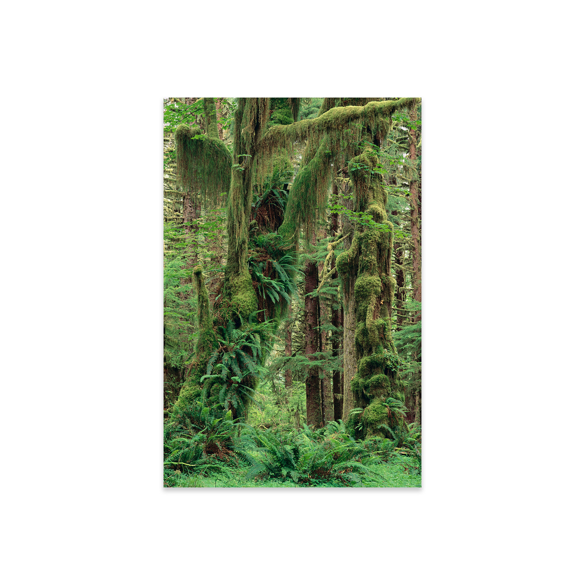 Millwood Pines Arjanae Temperate Rainforest With Moss Covered Trees And Ferns, Queets River ...